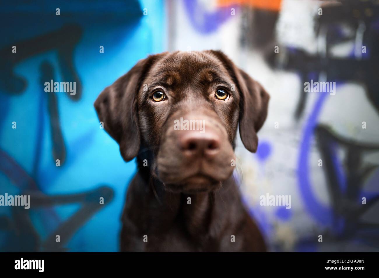 Labrador Retriever portrait Stock Photo - Alamy
