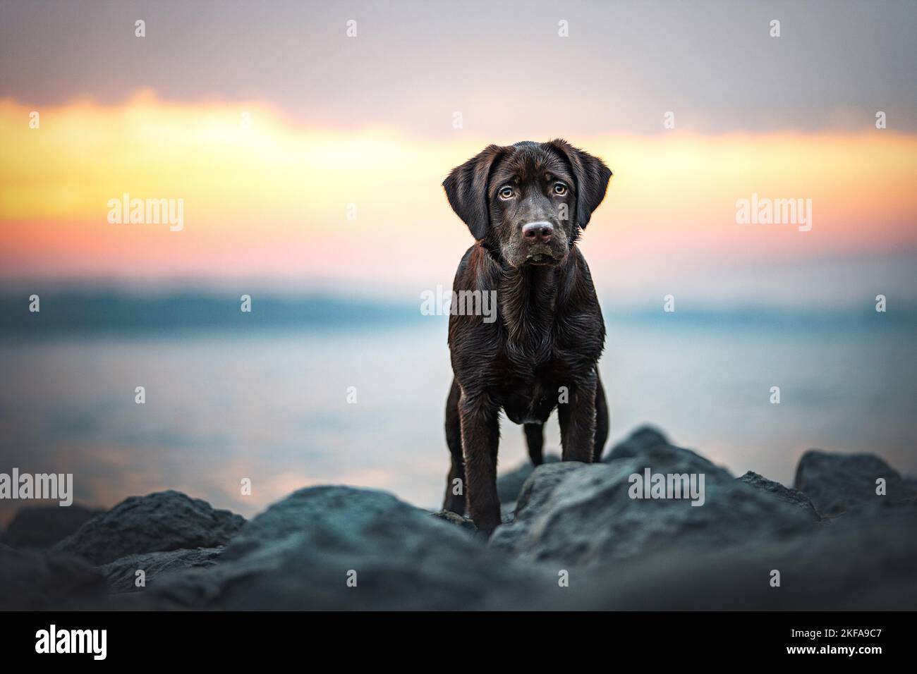 standing Labrador Retriever Stock Photo - Alamy