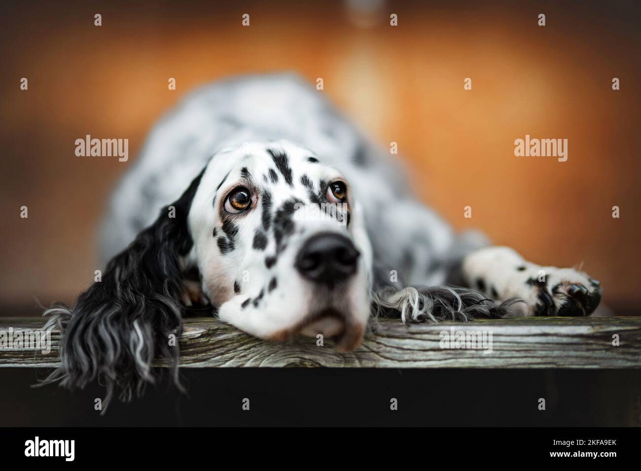 lying English Setter Stock Photo - Alamy