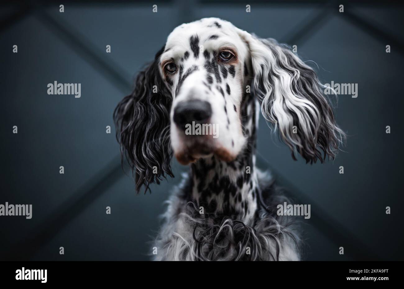 English Setter portrait Stock Photo - Alamy