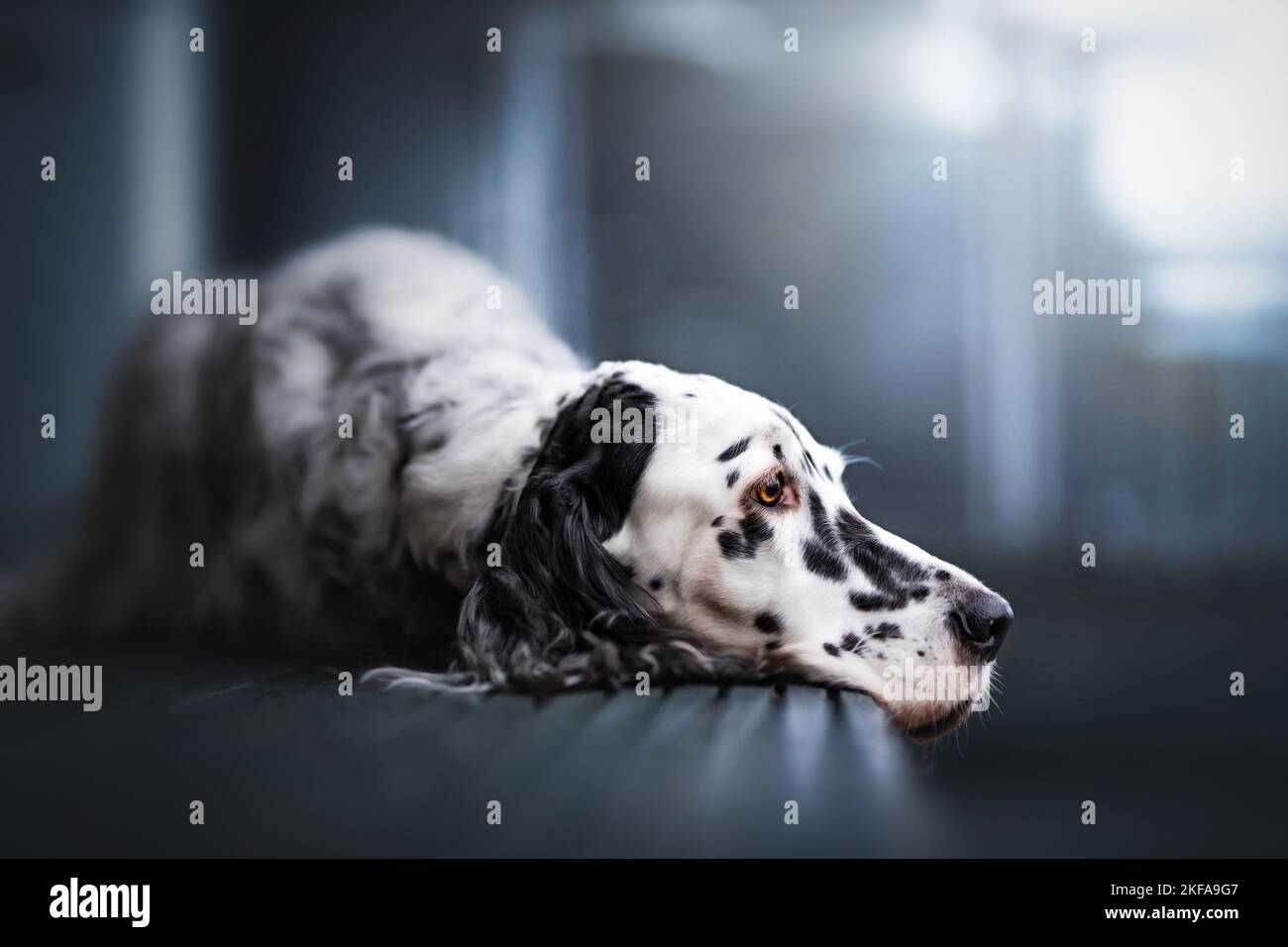 lying English Setter Stock Photo - Alamy