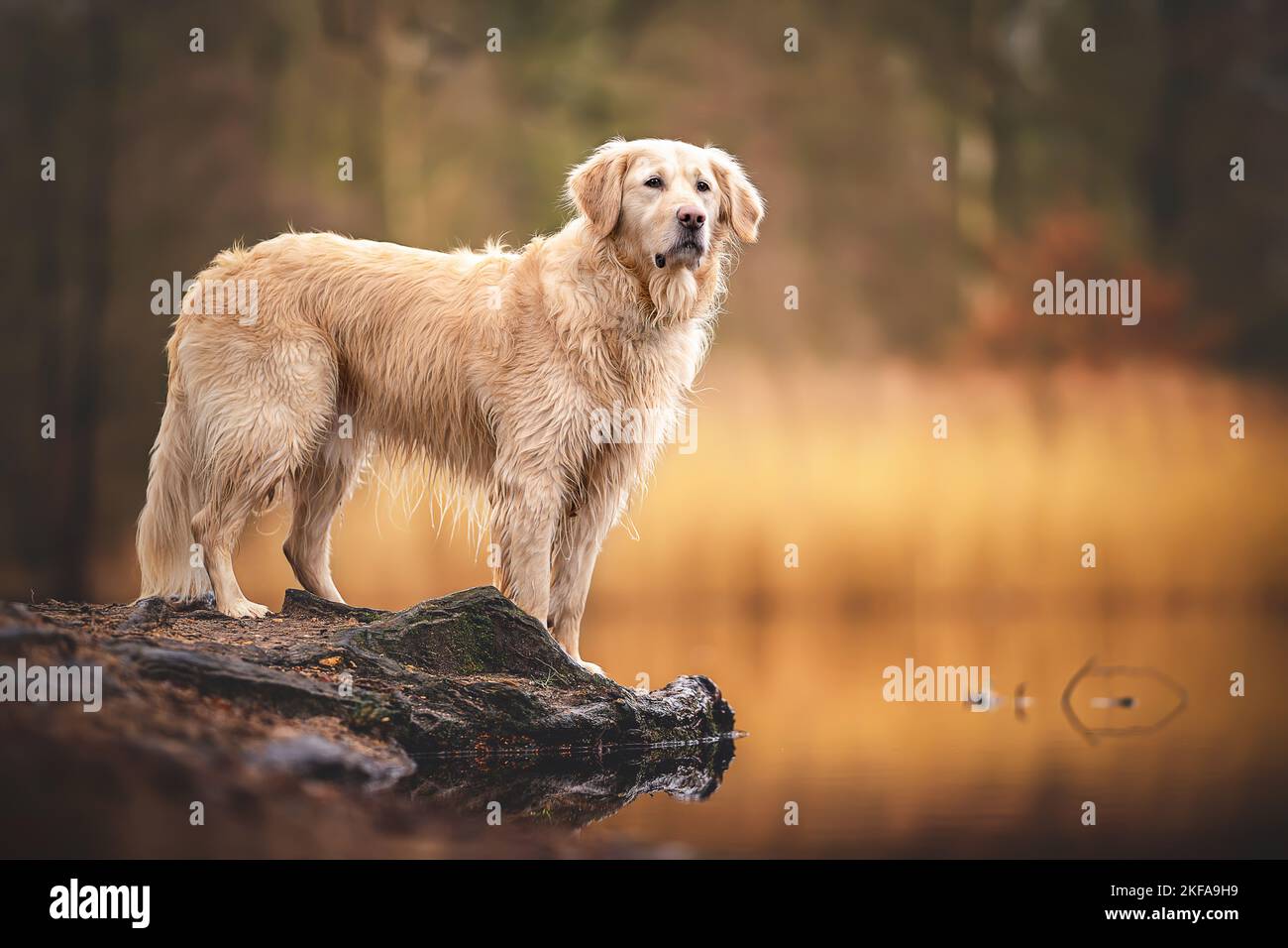 standing Golden Retriever Stock Photo - Alamy