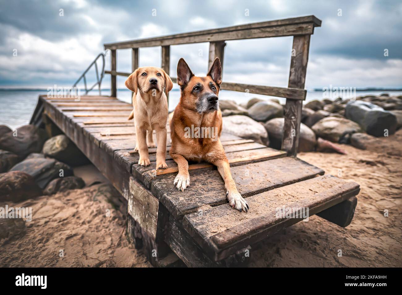 Labrador Retriever and German Shepherd Dog Stock Photo - Alamy