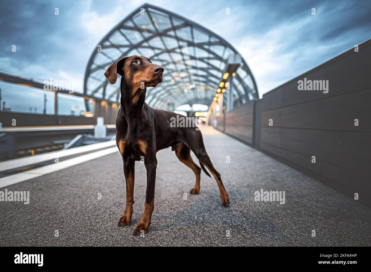 standing Doberman Pinscher Stock Photo - Alamy