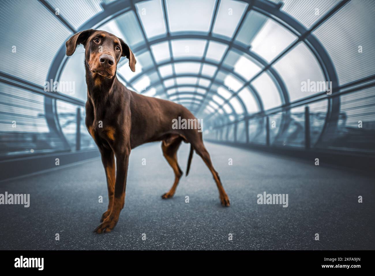 standing Doberman Pinscher Stock Photo - Alamy
