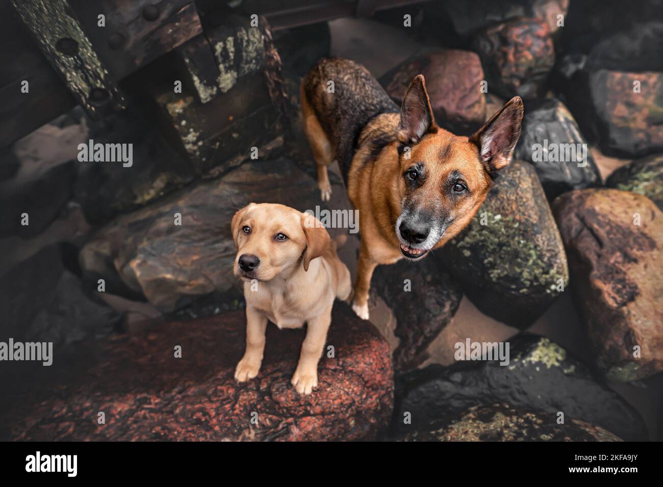 Labrador Retriever and German Shepherd Dog Stock Photo - Alamy