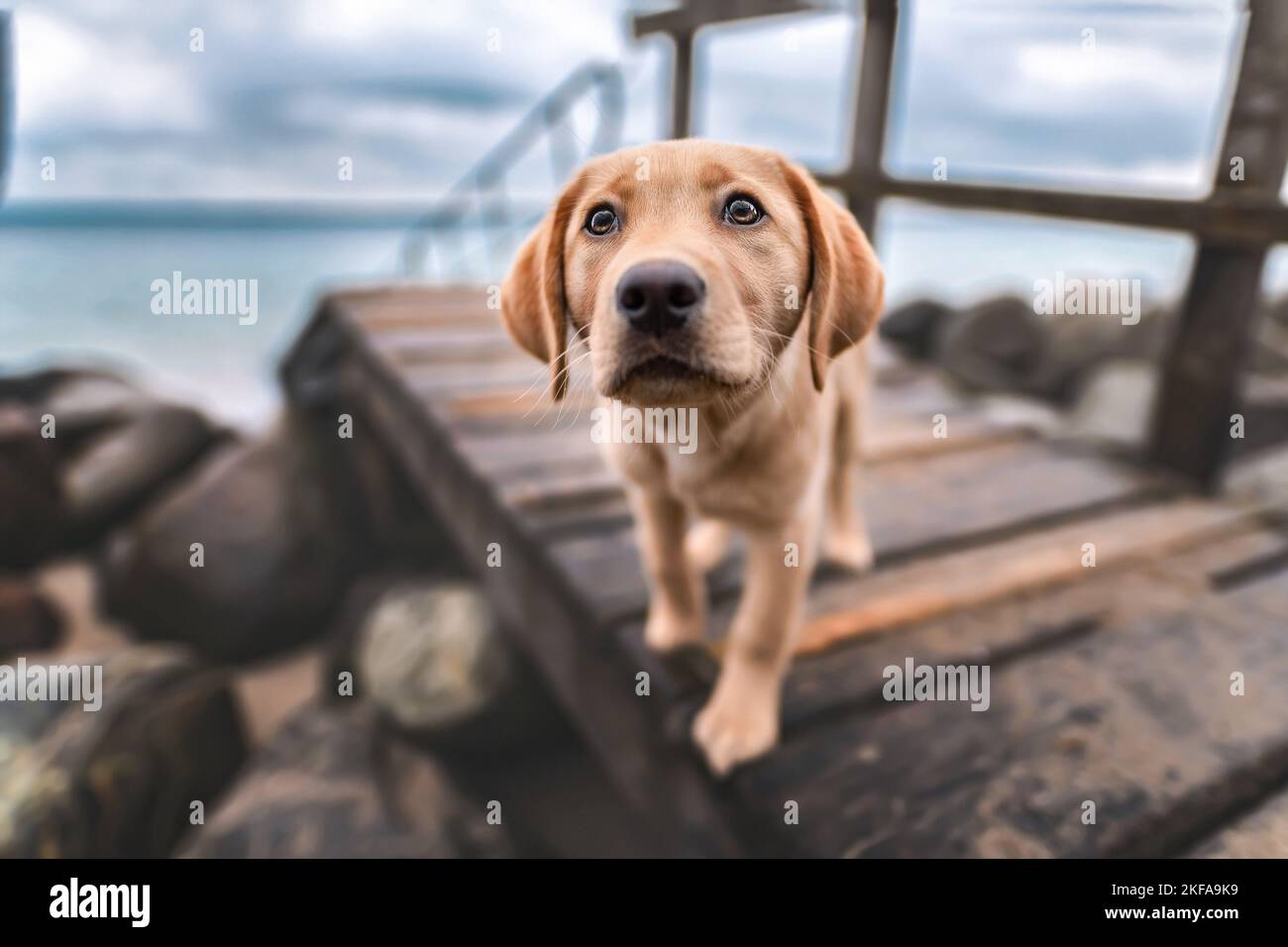 standing Labrador Retriever Stock Photo - Alamy