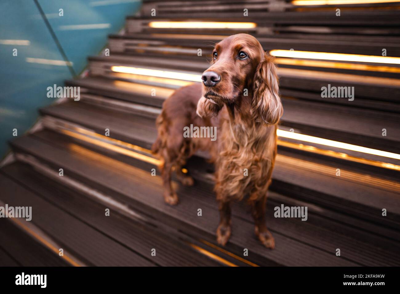 standing Irish Red Setter Stock Photo - Alamy