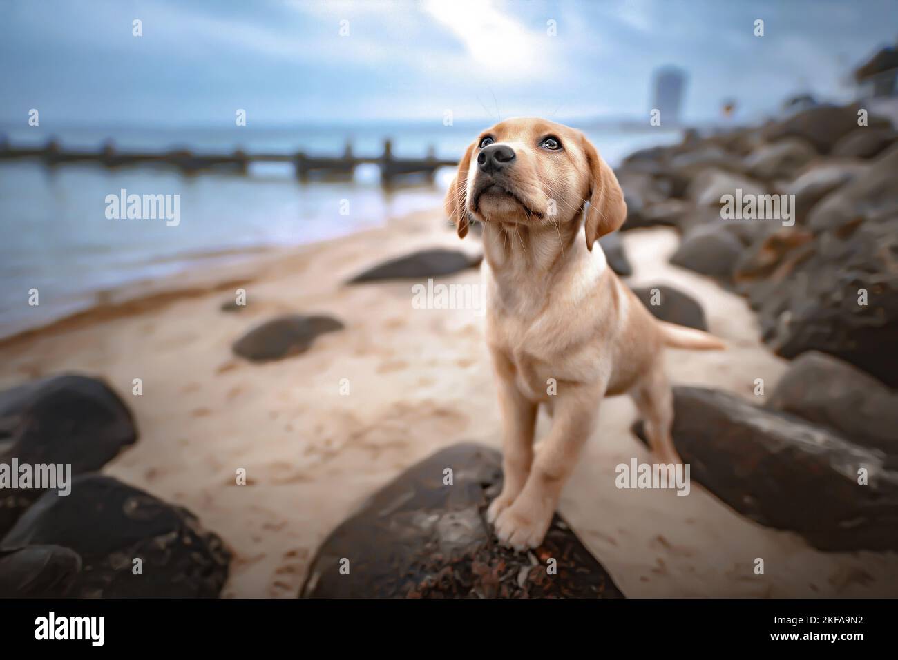 standing Labrador Retriever Stock Photo - Alamy