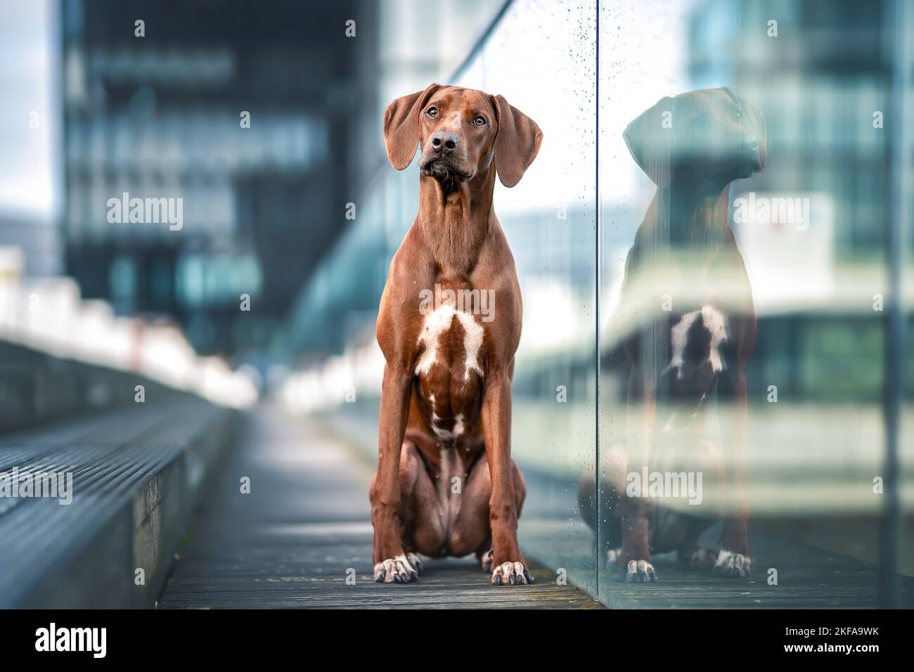 sitting Rhodesian Ridgeback Stock Photo - Alamy