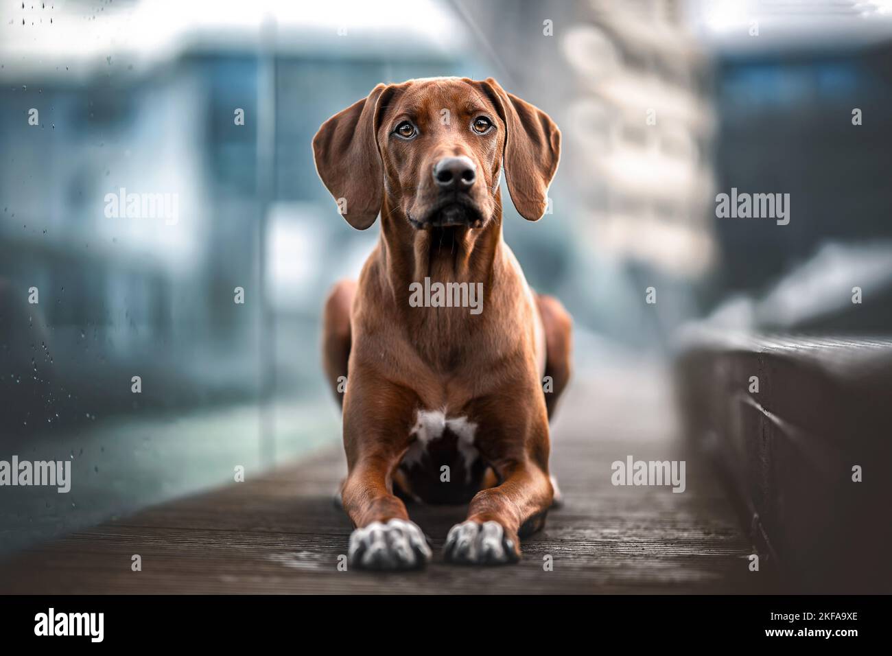 lying Rhodesian Ridgeback Stock Photo - Alamy