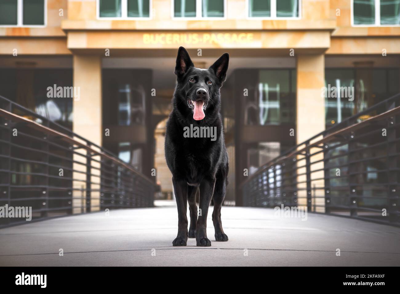 standing German Shepherd Dog Stock Photo - Alamy