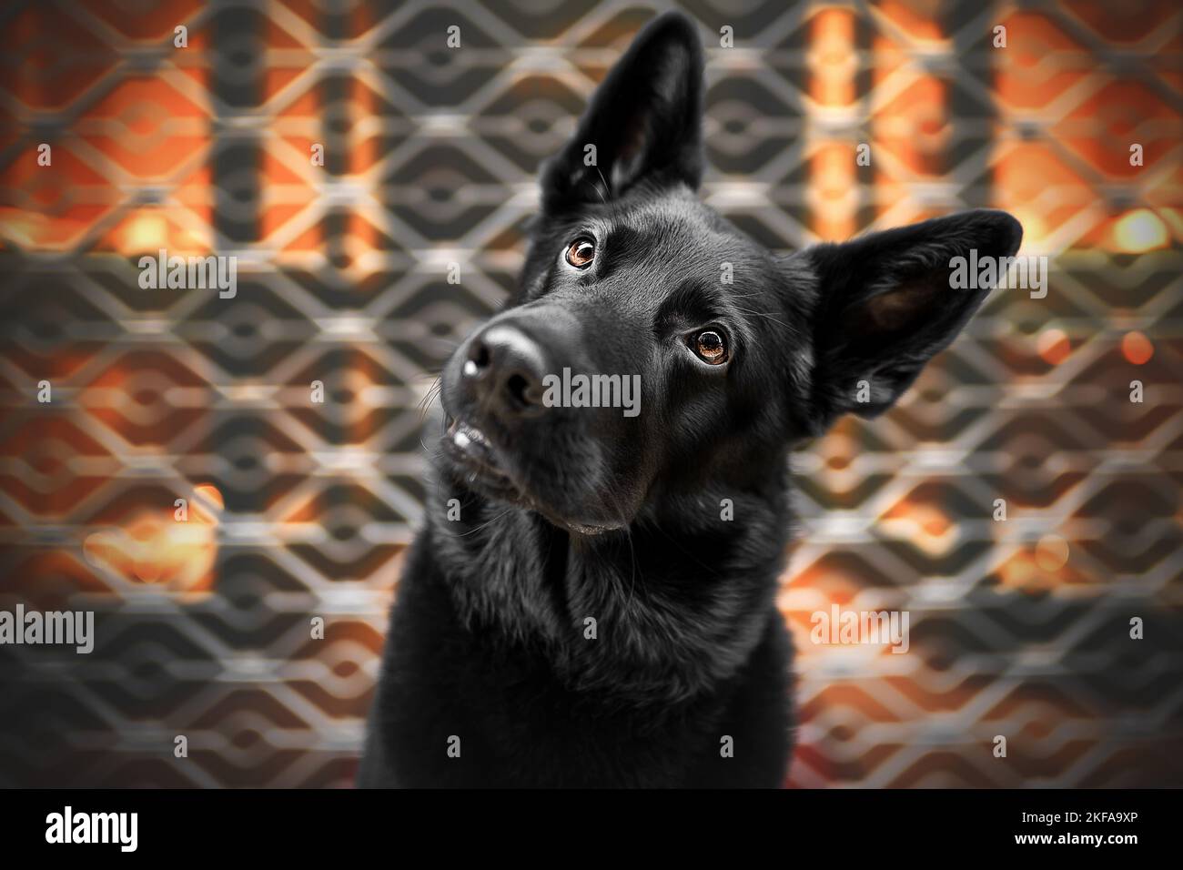 German Shepherd Dog portrait Stock Photo - Alamy
