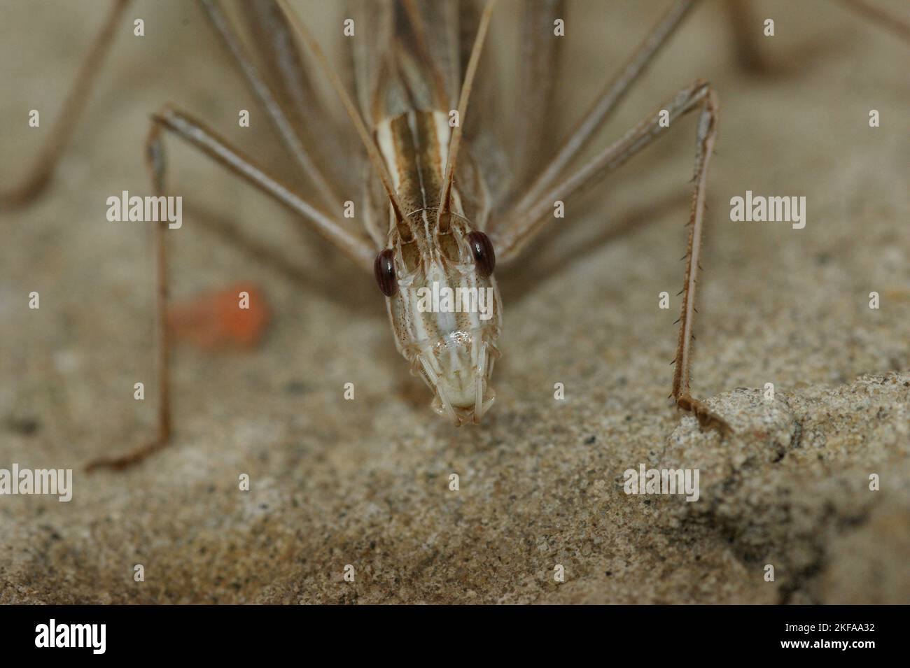 Detailed frontal closeup of a Long-horned grasshopper on an isolated ...