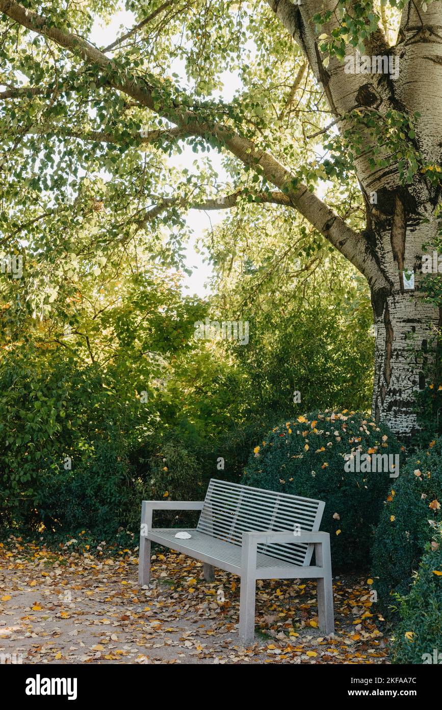 White Park Bench With Stone Wall And Green Leaves Of The Ivy In Quiet ...