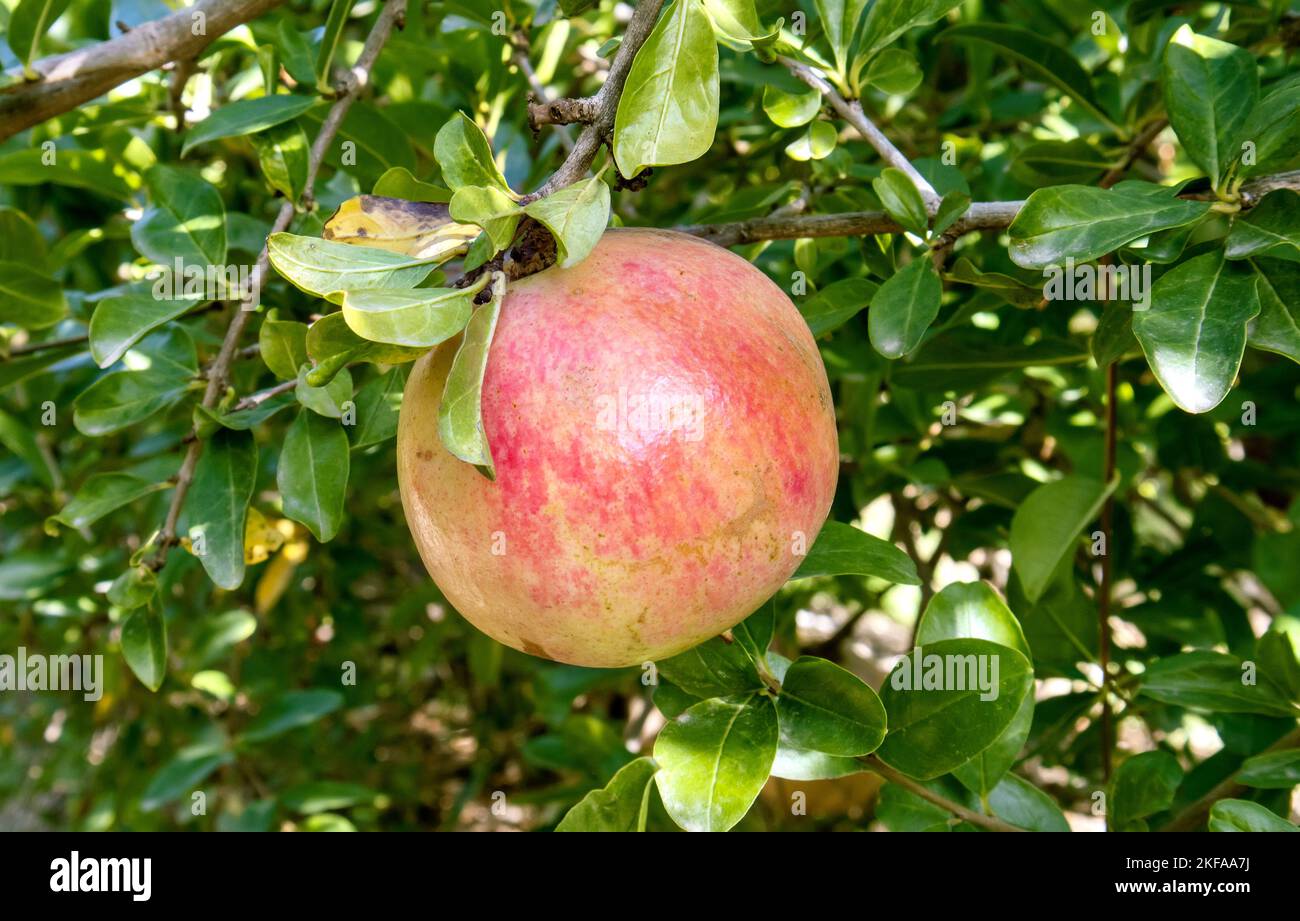 Pomegranate at tree hi-res stock photography and images - Alamy