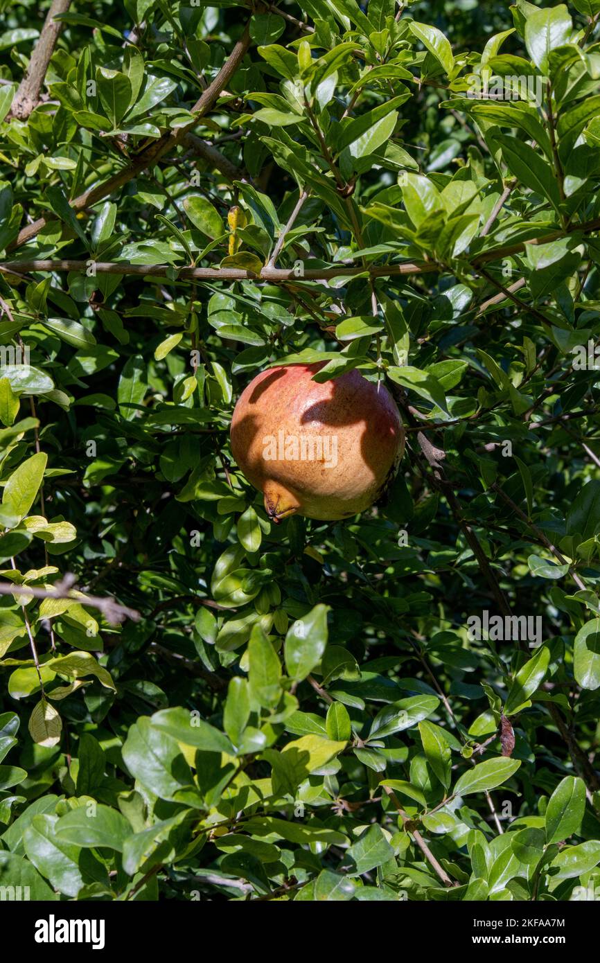 Pomegranate fruit hanging on tree hi-res stock photography and images ...
