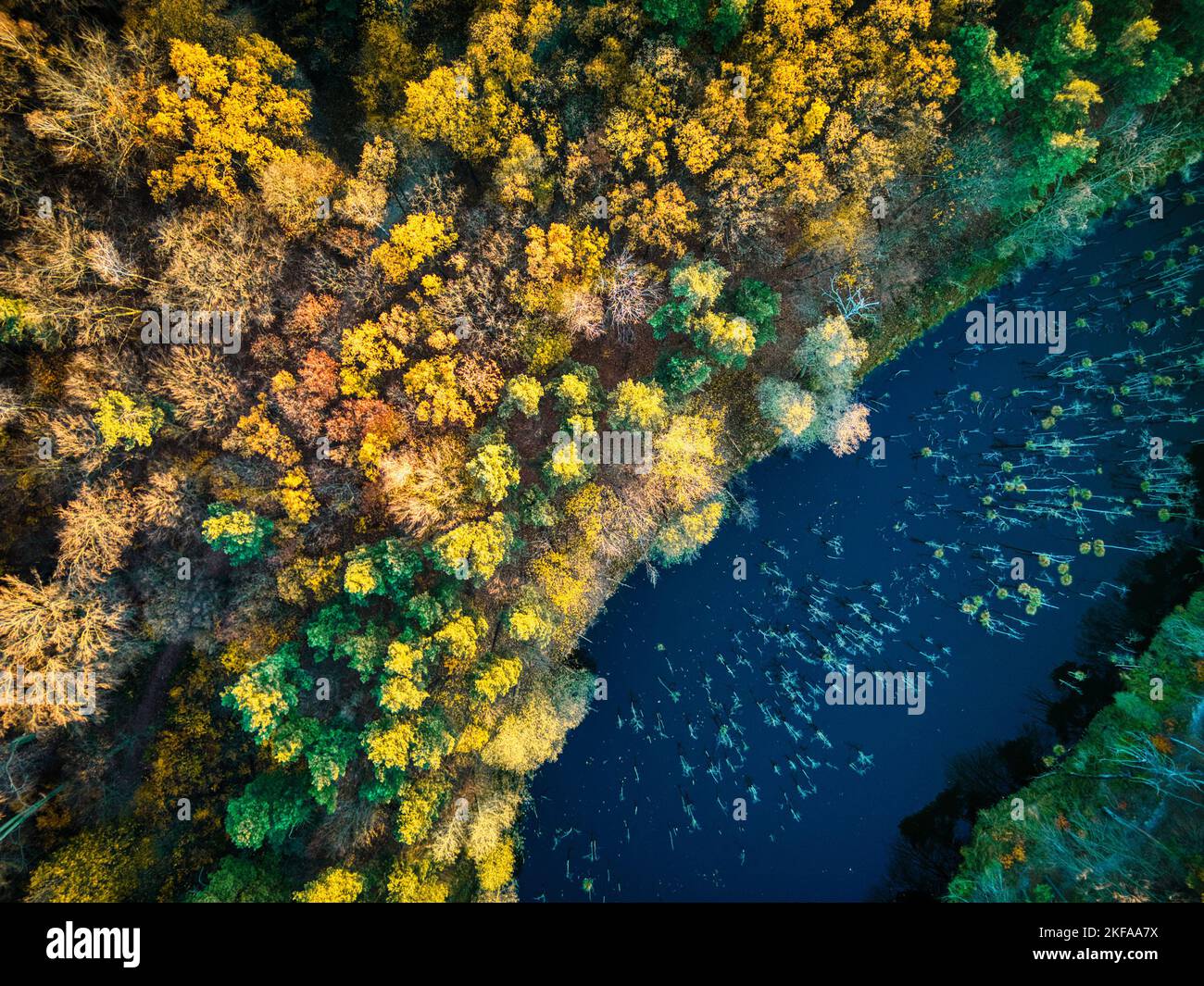 An aerial shot of a river in a forest covered in yellowing trees Stock ...