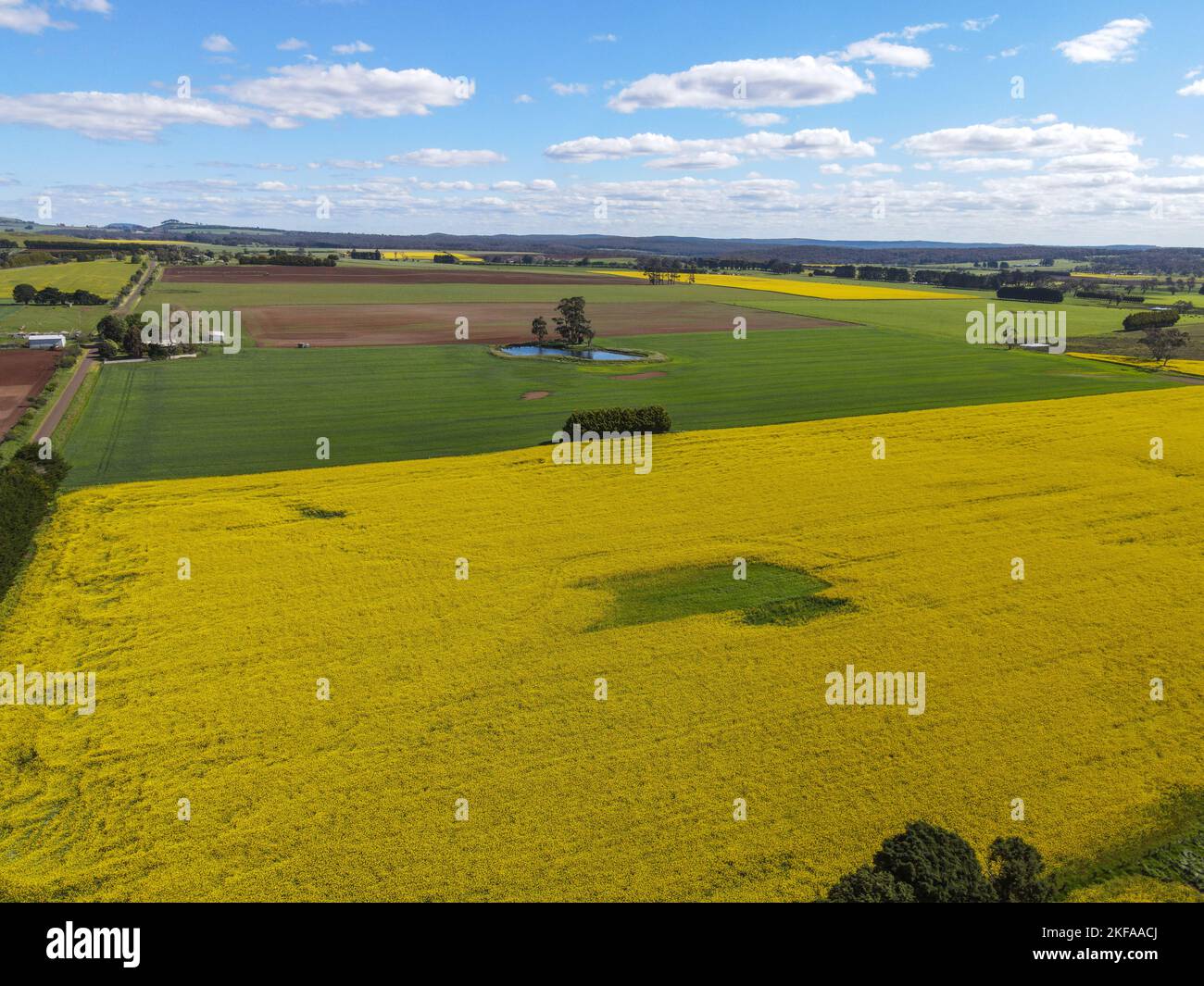 Canola Fields of Gold on Bright Sunny Day from Aerial Drone near ...