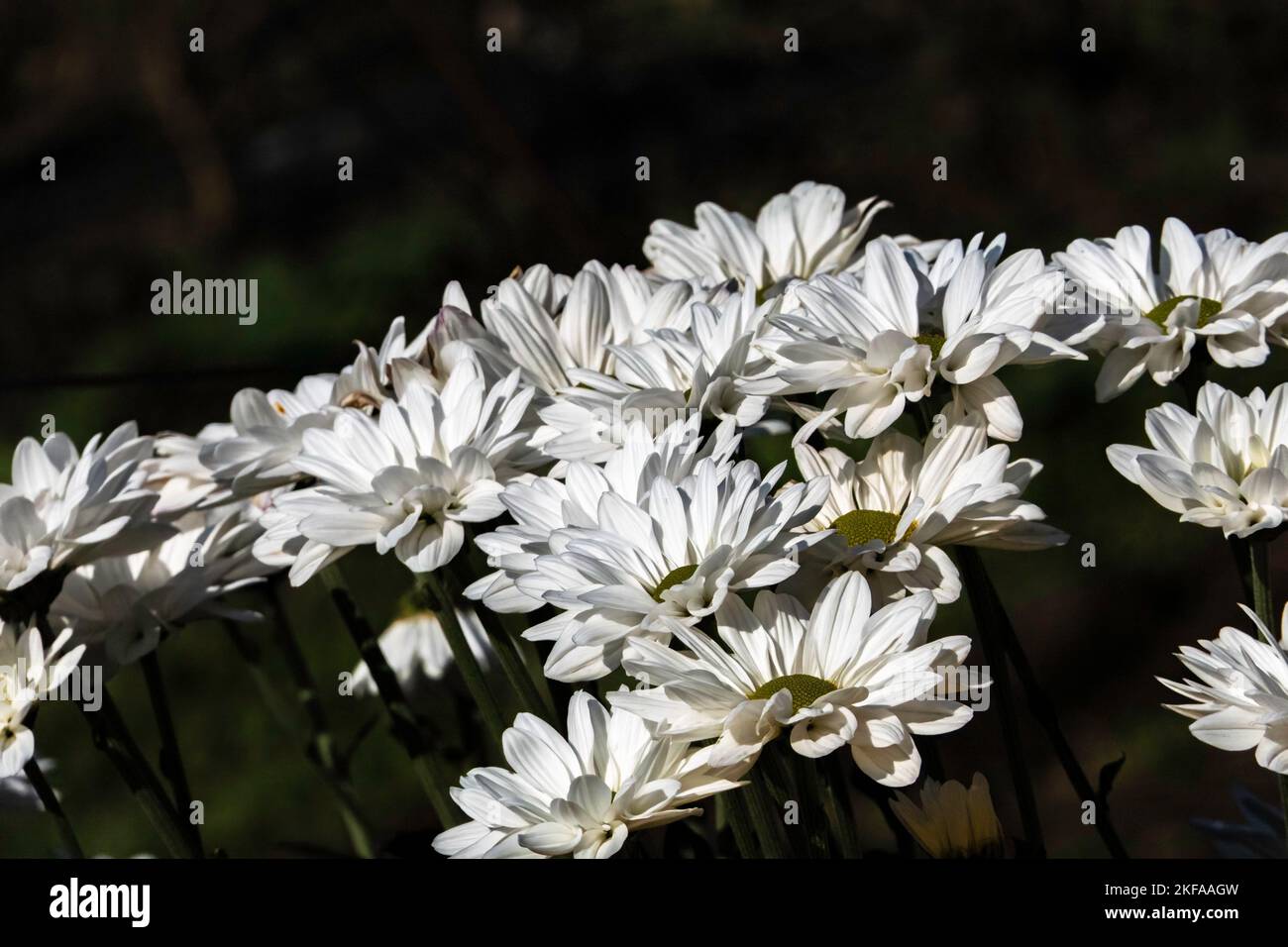 Field of white flowers of chrysanthemums close up Stock Photo - Alamy