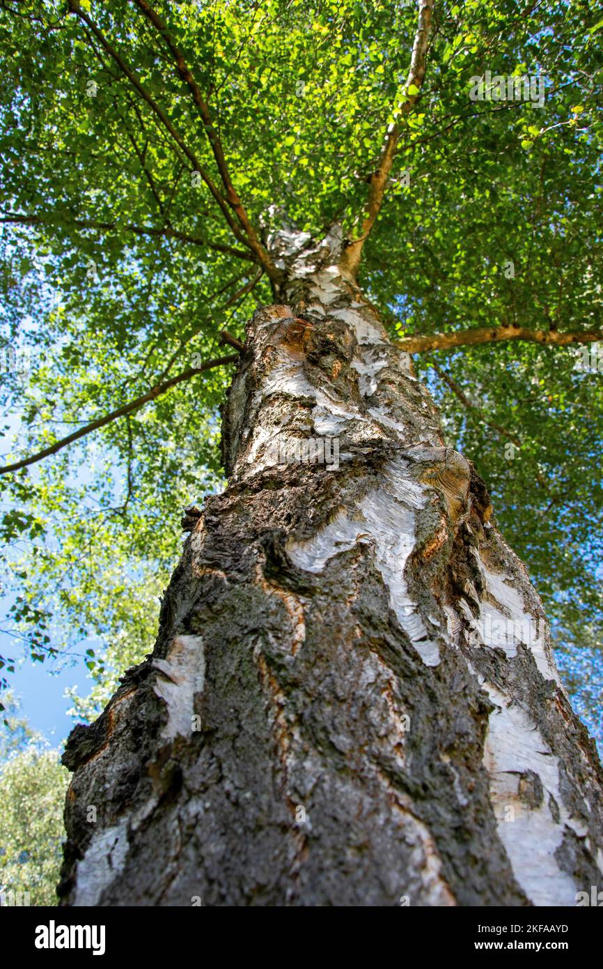 A low angle shot of an aged tree Stock Photo - Alamy