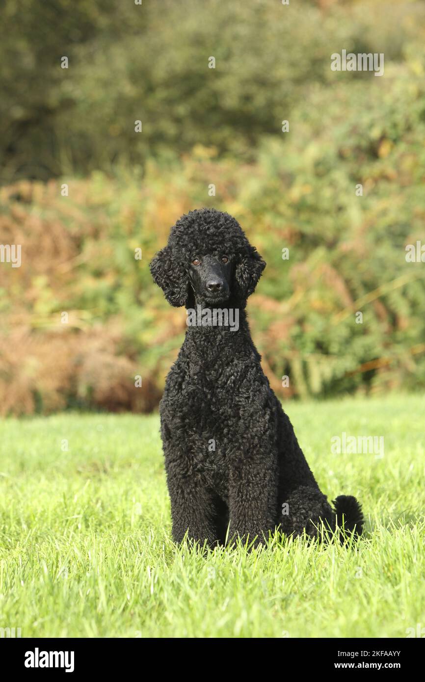 sitting King Poodle Stock Photo - Alamy