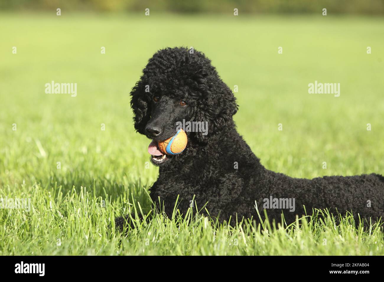 lying King Poodle Stock Photo - Alamy