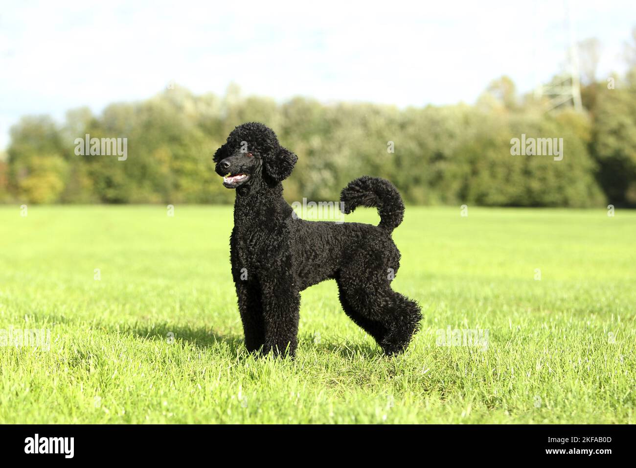 standing King Poodle Stock Photo - Alamy
