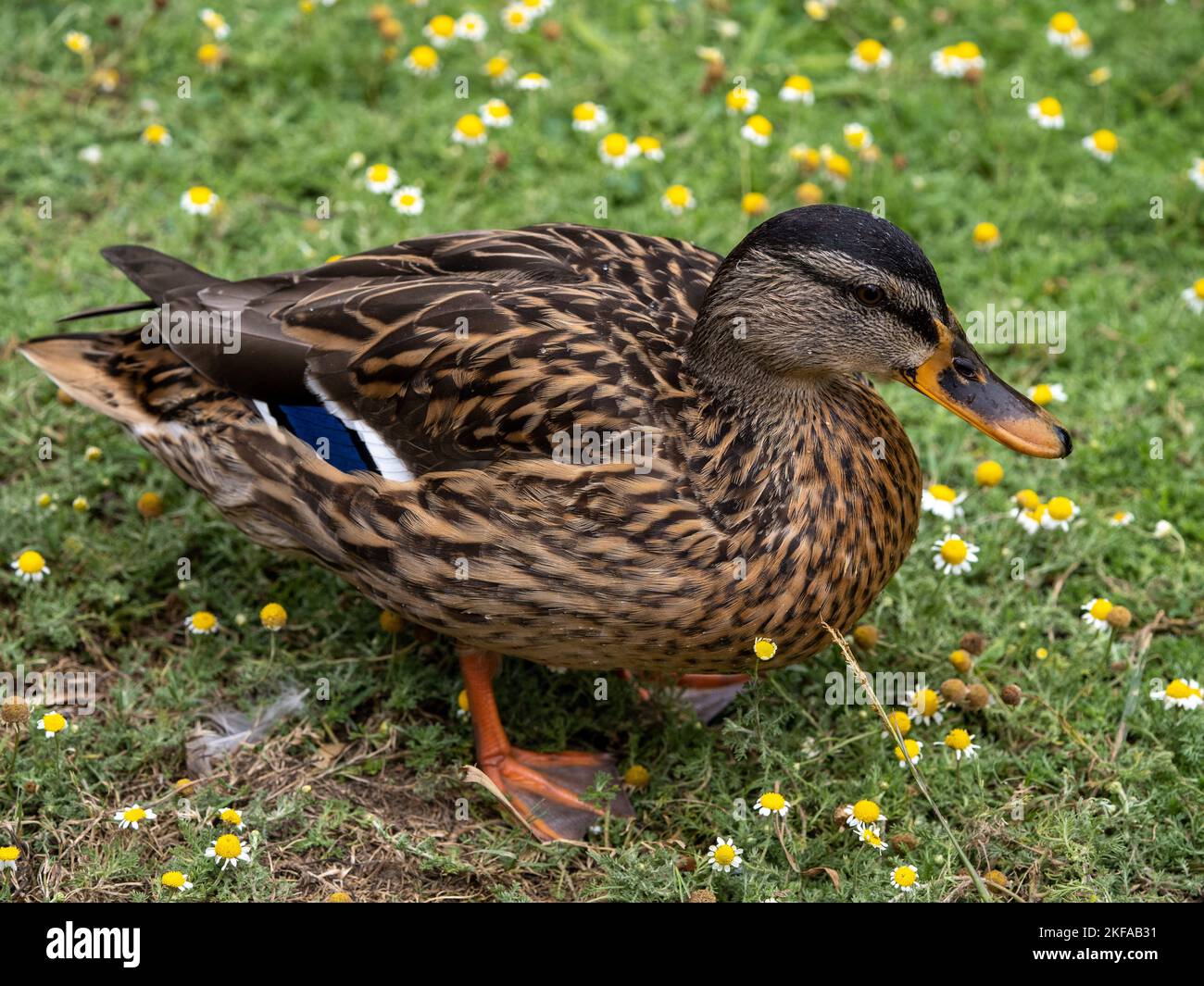 A side view of adorable Mallard duck in green meadow with chamomile ...