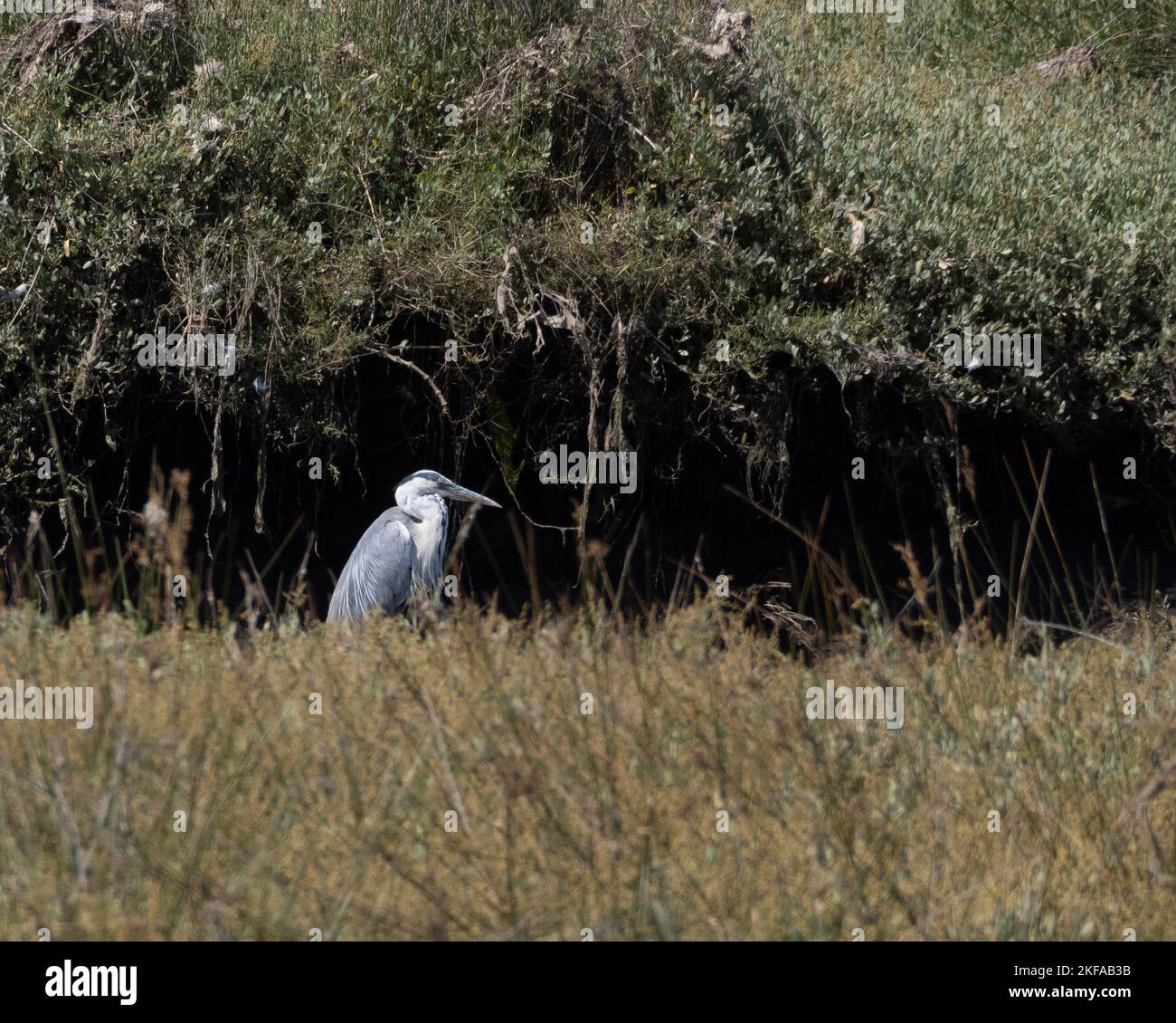 A side view of Grey heron in the field under a tree with grass in the ...