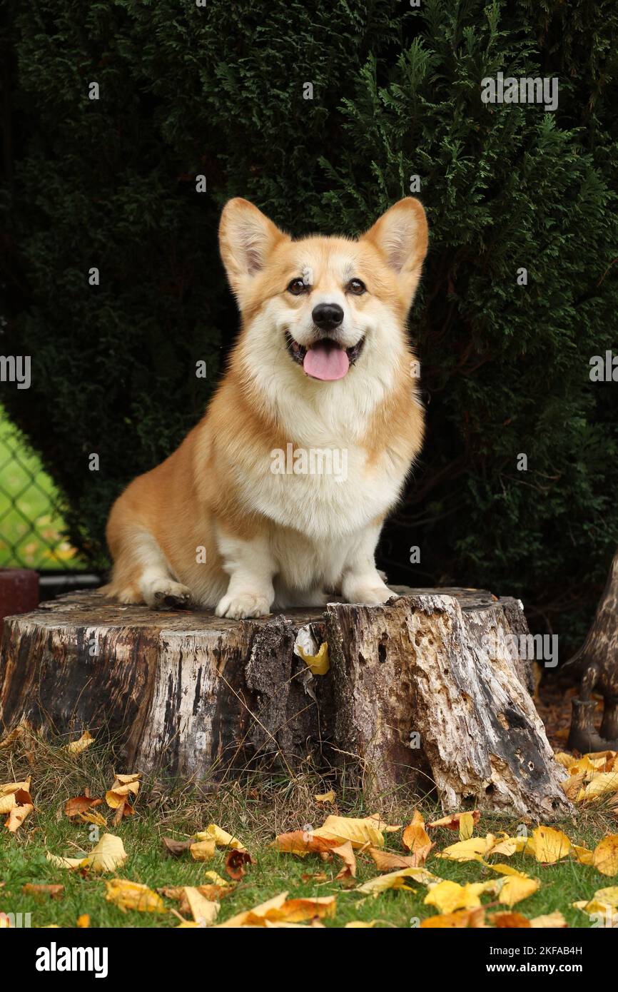 sitting Welsh Corgi Pembroke Stock Photo - Alamy