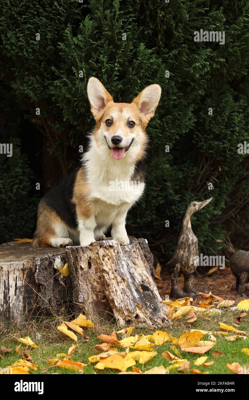 sitting Welsh Corgi Pembroke Stock Photo - Alamy