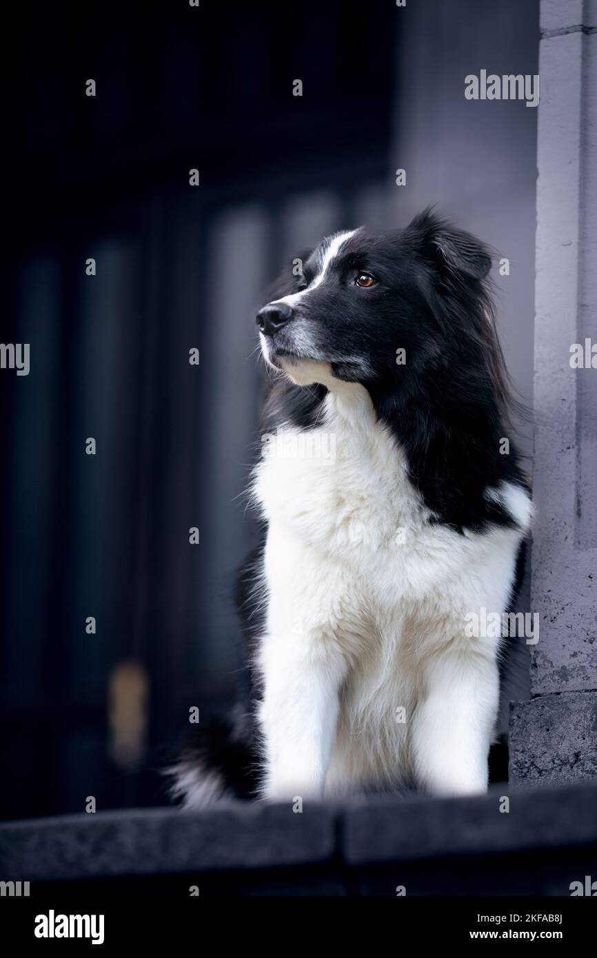 sitting Border Collie Stock Photo - Alamy