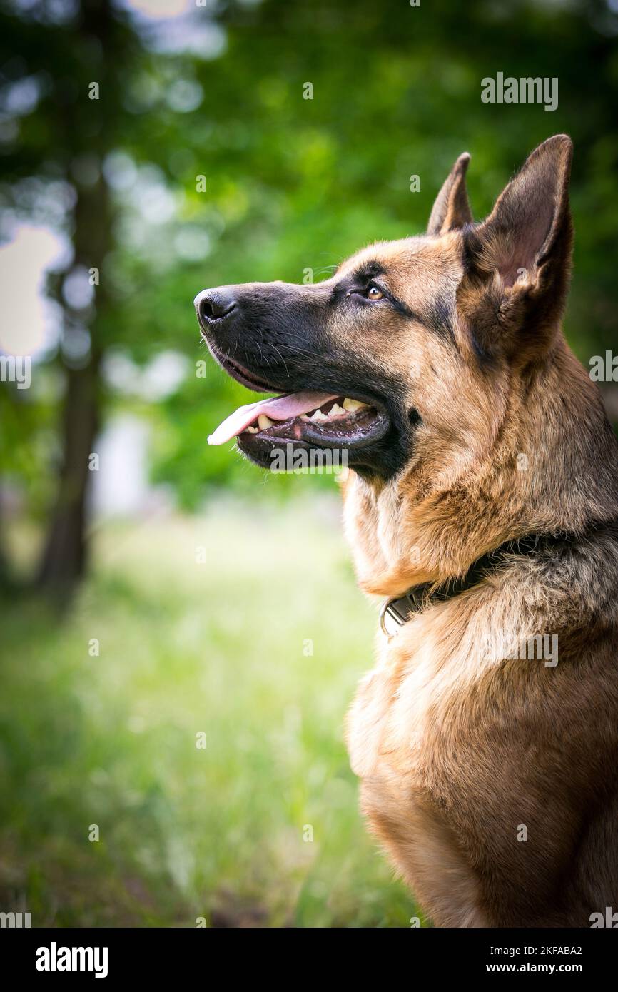 German Shepherd Portrait Stock Photo - Alamy