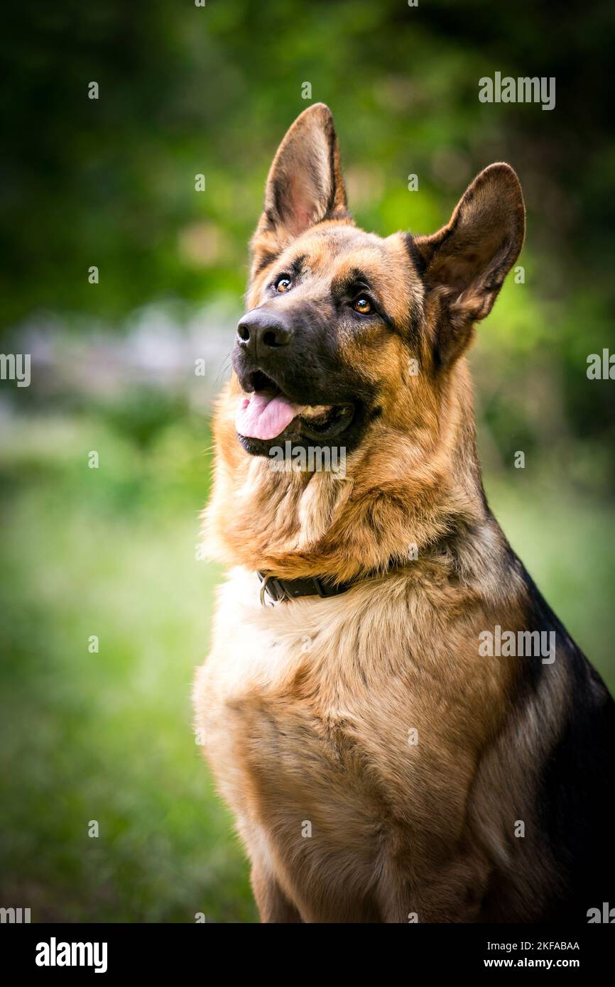 German Shepherd Portrait Stock Photo - Alamy
