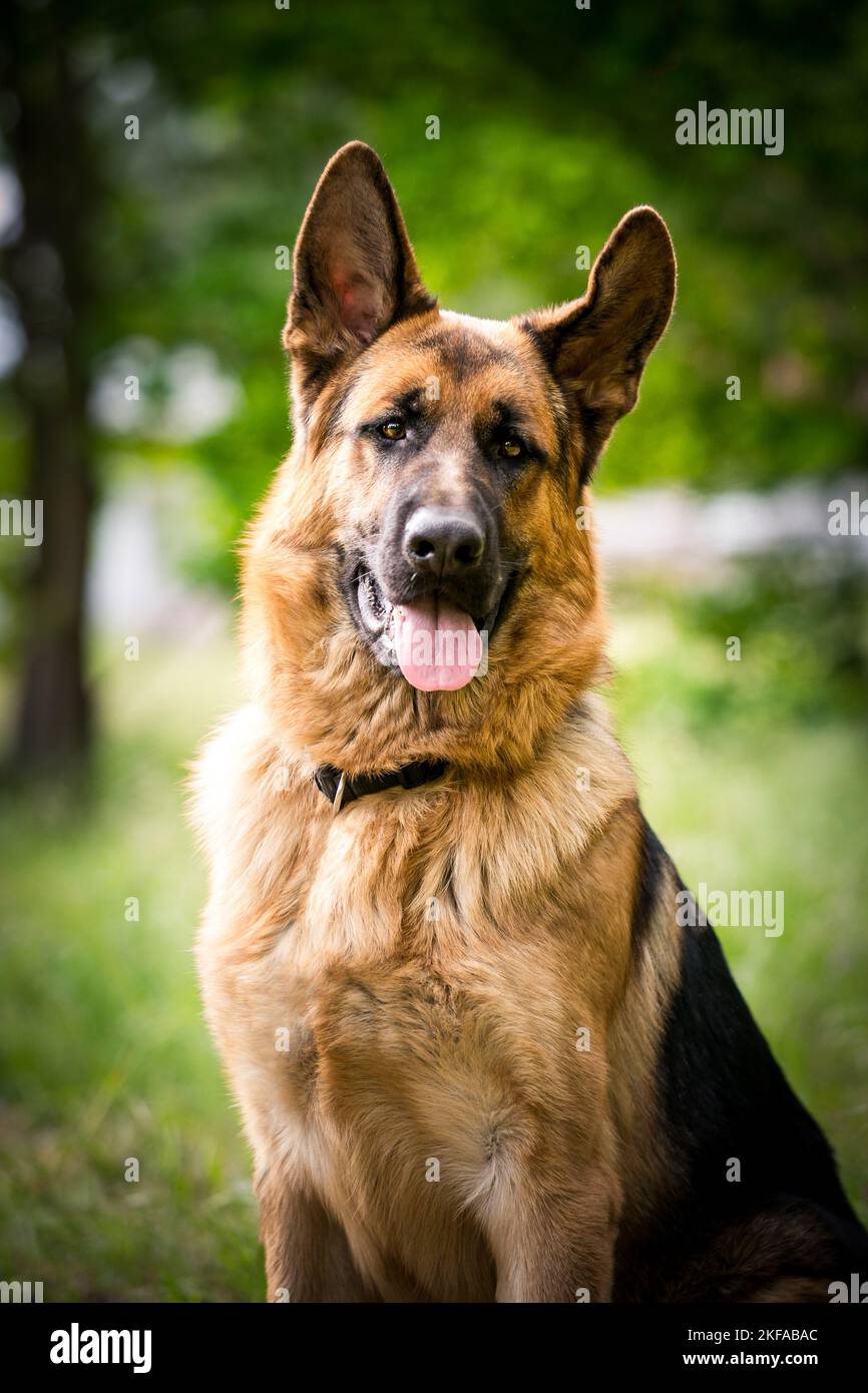 German Shepherd Portrait Stock Photo - Alamy