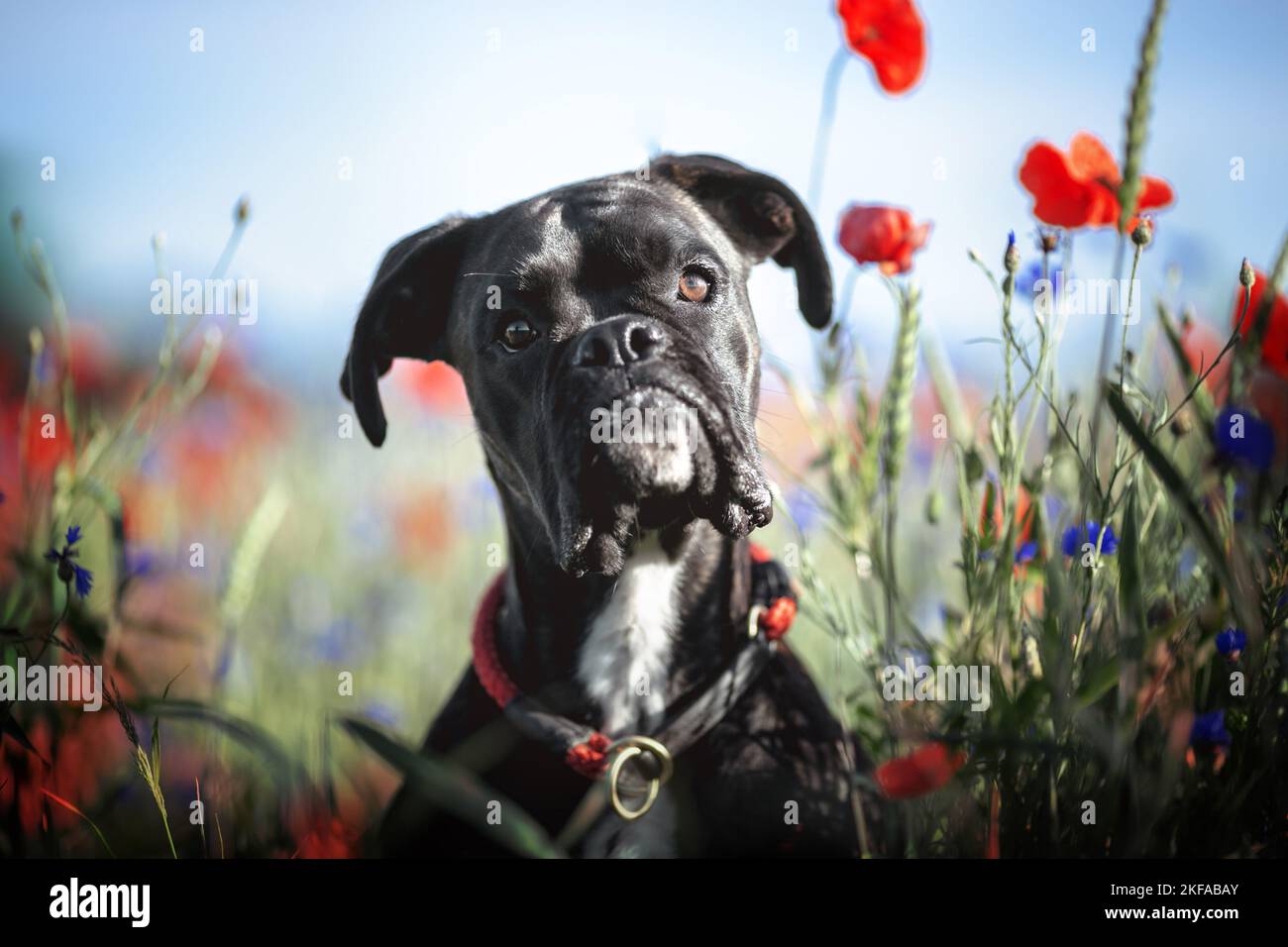Black boxer portraits hi-res stock photography and images - Alamy