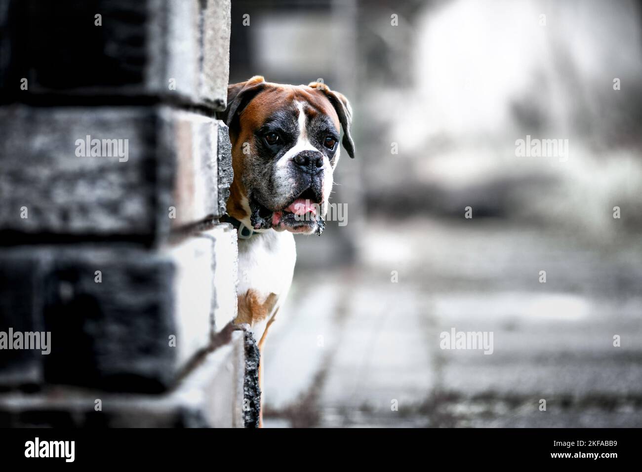 German Boxer Portrait Stock Photo - Alamy