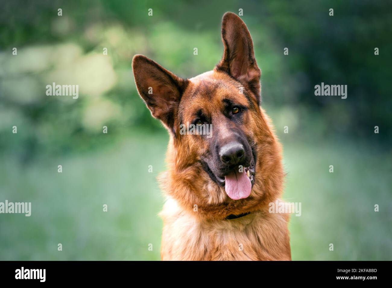 German Shepherd Portrait Stock Photo - Alamy