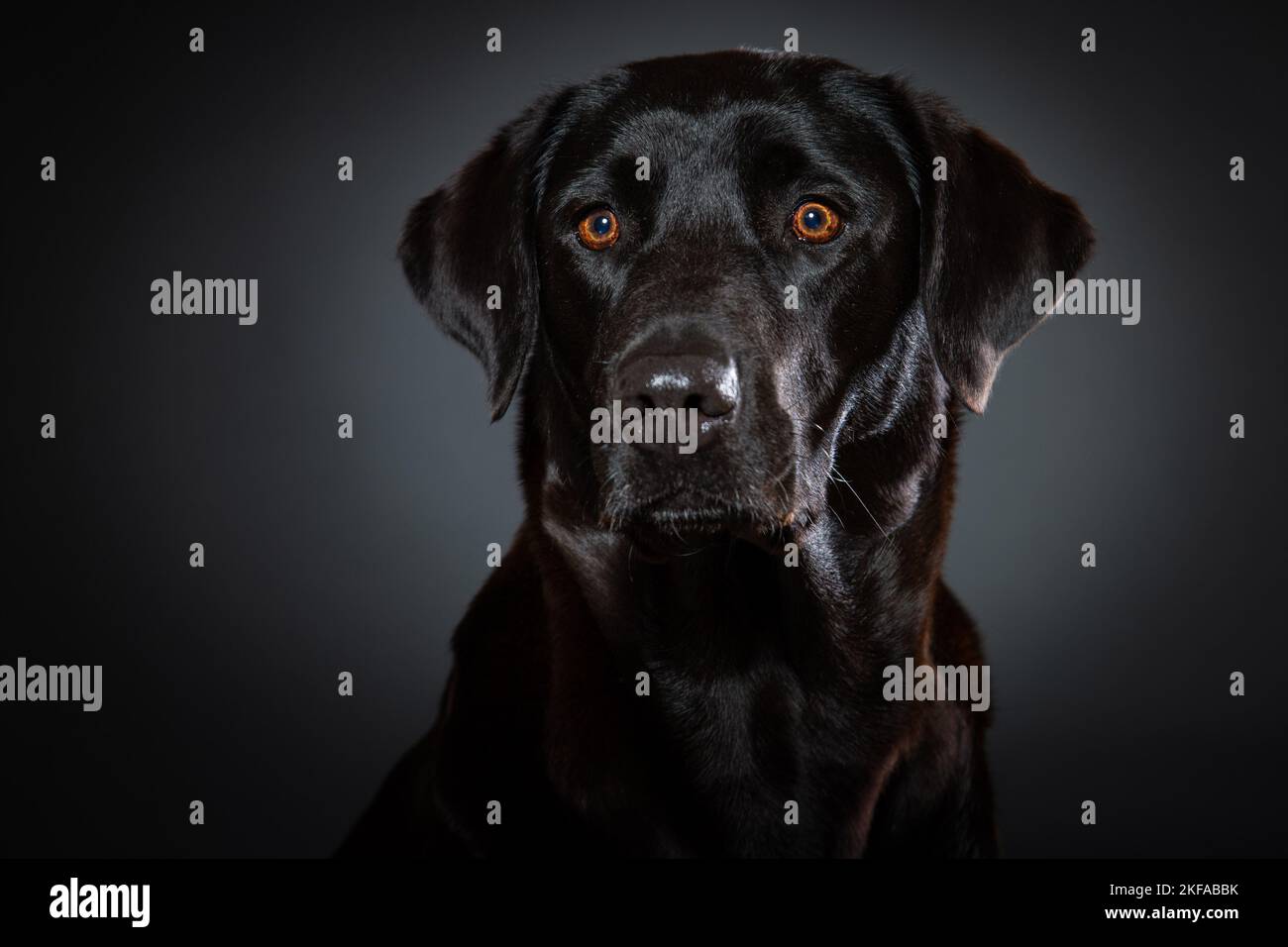Labrador Retriever Portrait Stock Photo - Alamy