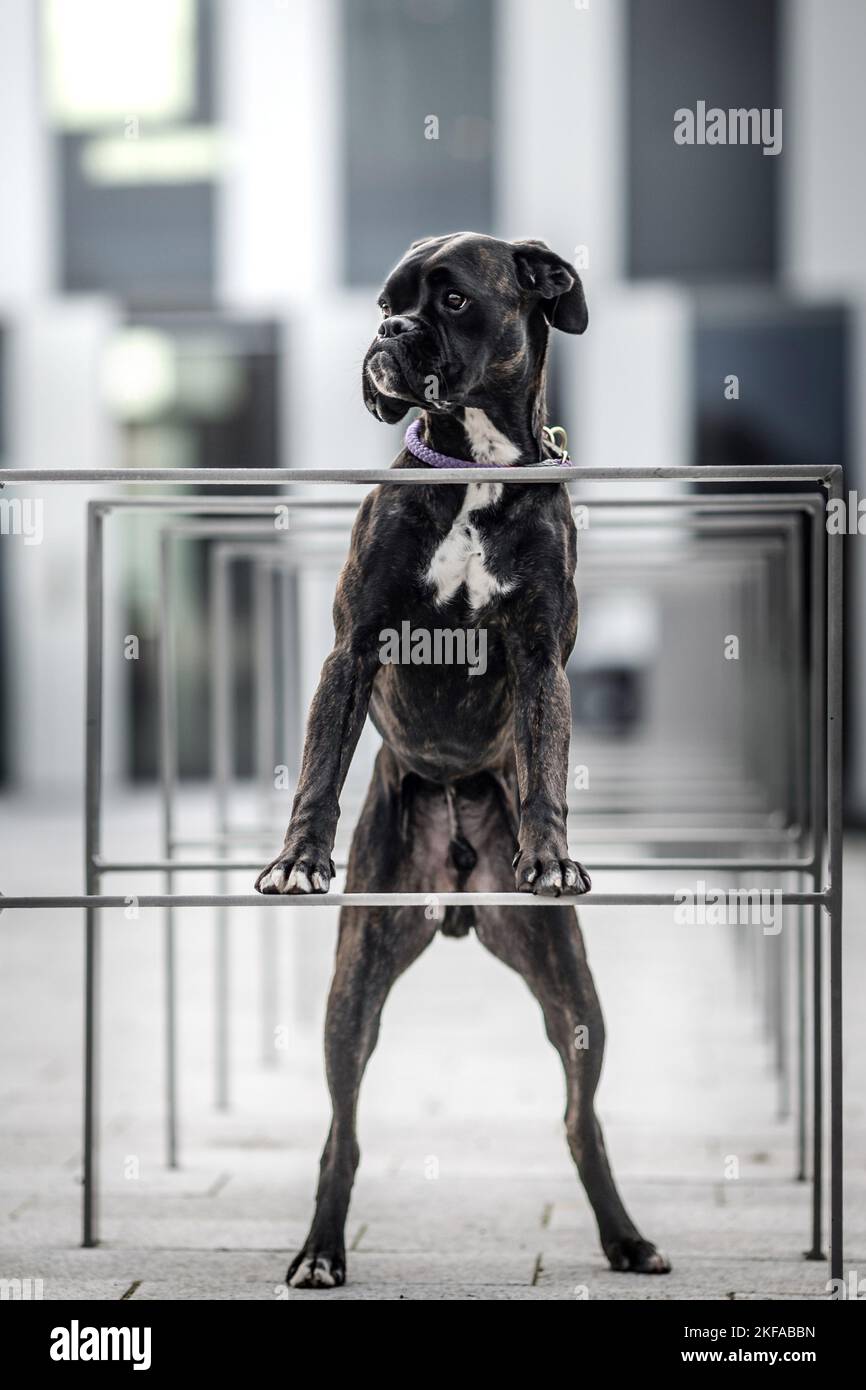 young German Boxer Stock Photo - Alamy