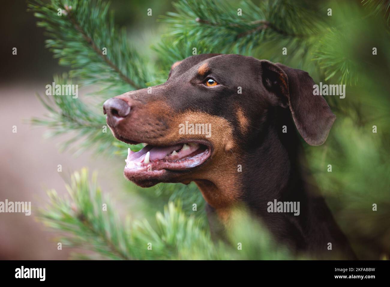 Doberman Pinscher Portrait Stock Photo - Alamy