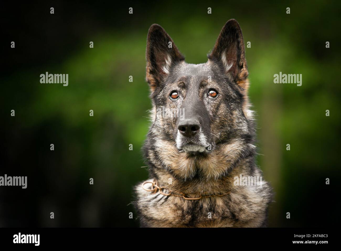 German Shepherd Portrait Stock Photo - Alamy