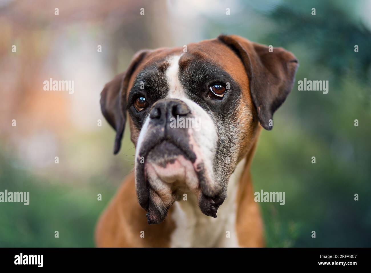 German Boxer Portrait Stock Photo - Alamy