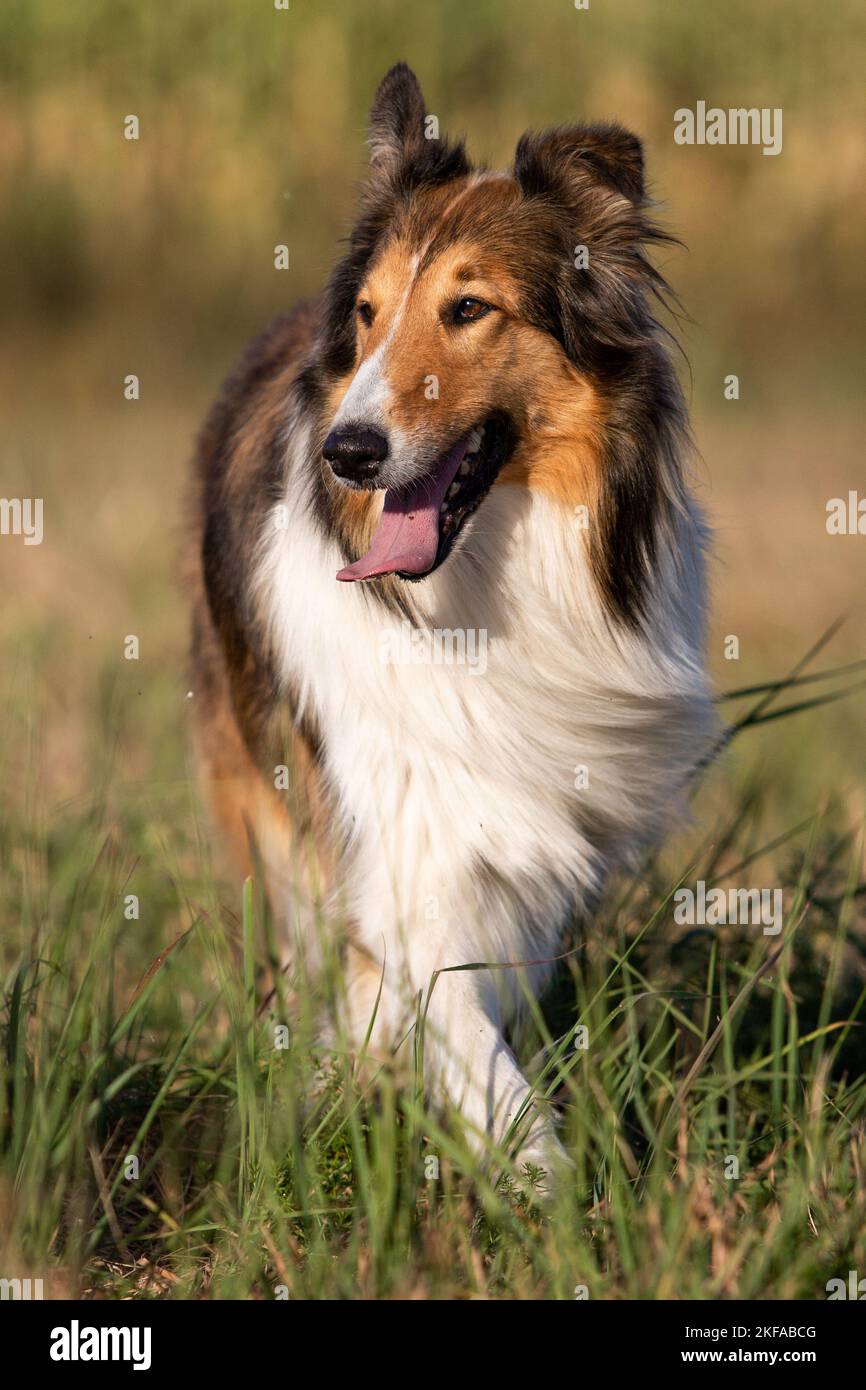 walking longhaired Collie Stock Photo - Alamy