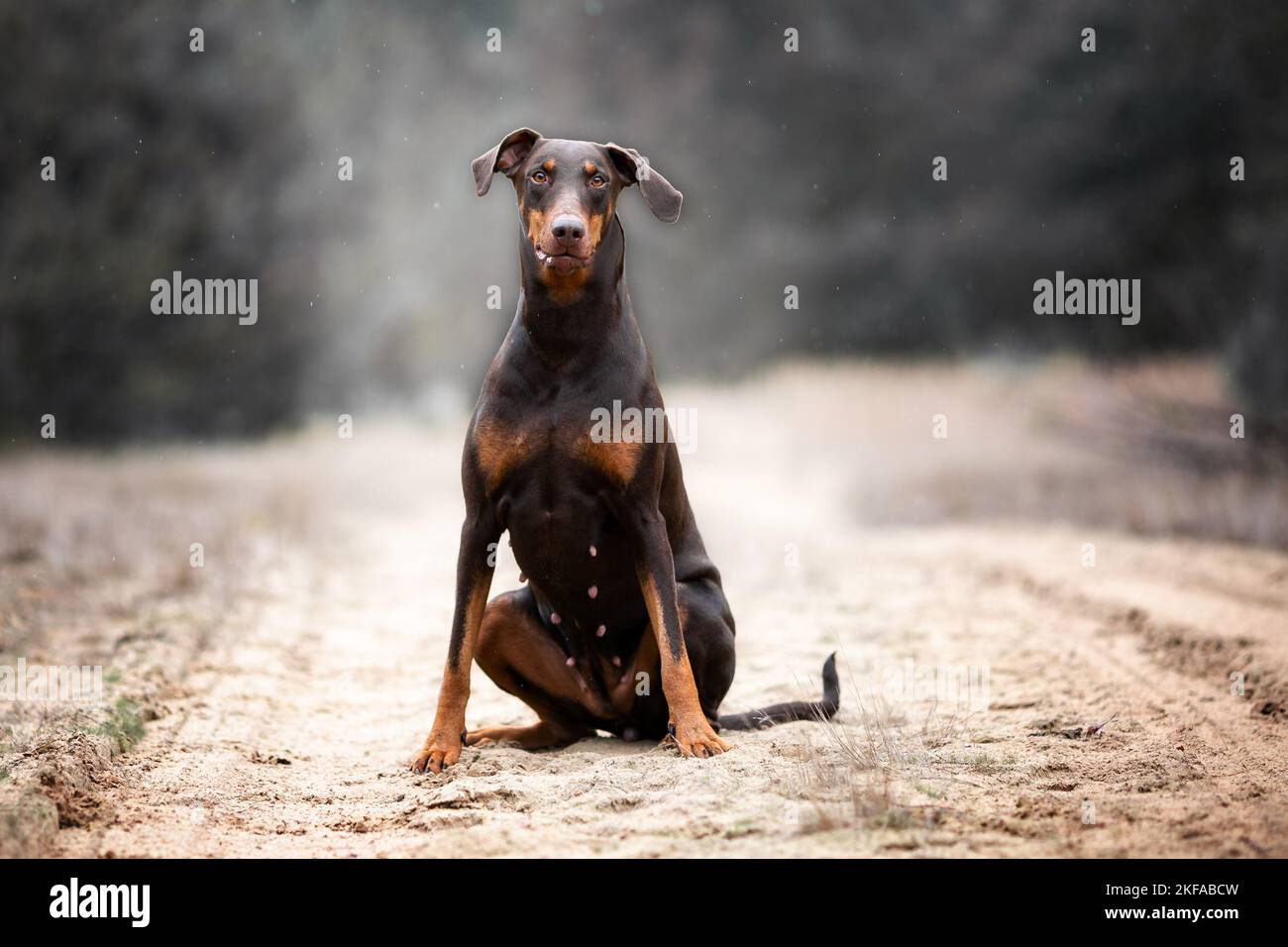 sitting Doberman Pinscher Stock Photo - Alamy