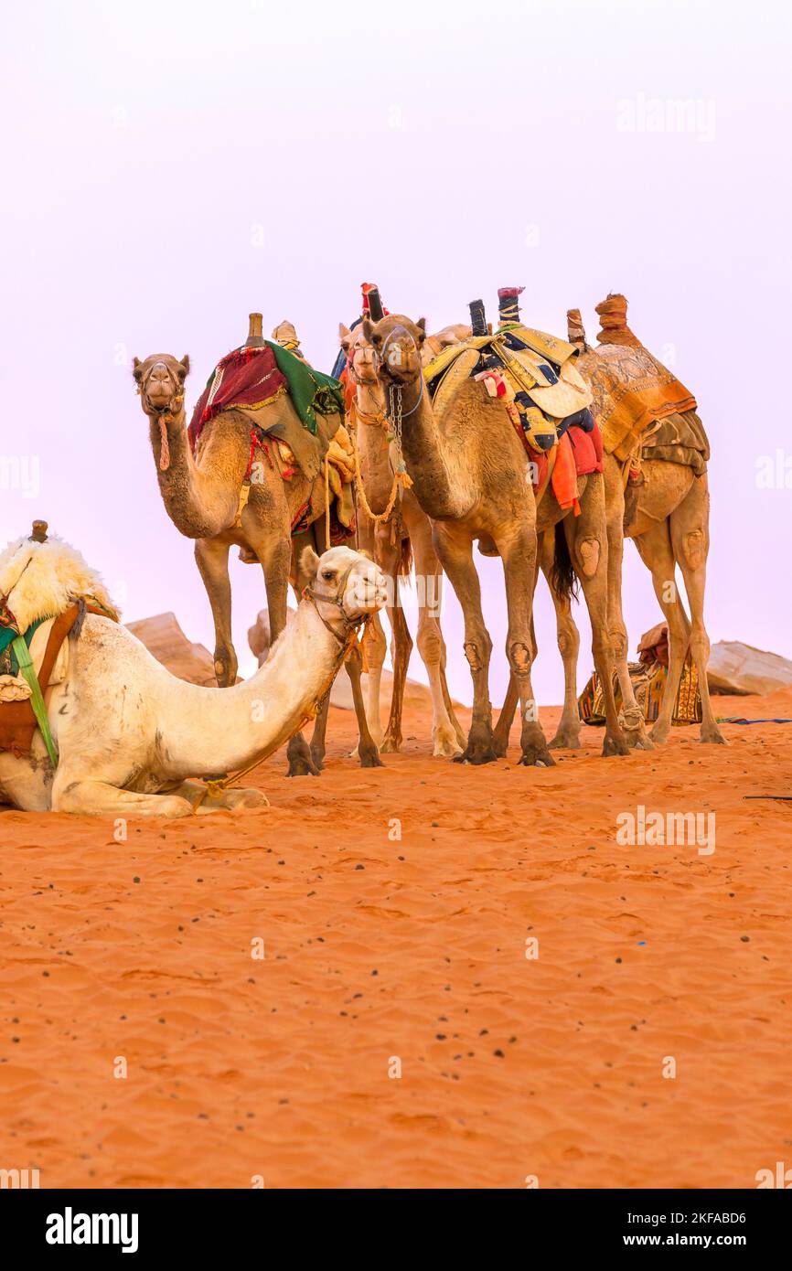 Camels with saddle standing in Jordan desert Wadi Rum Stock Photo - Alamy