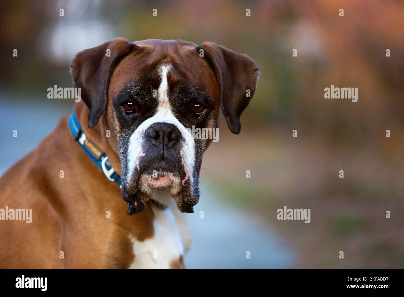 German Boxer Portrait Stock Photo - Alamy