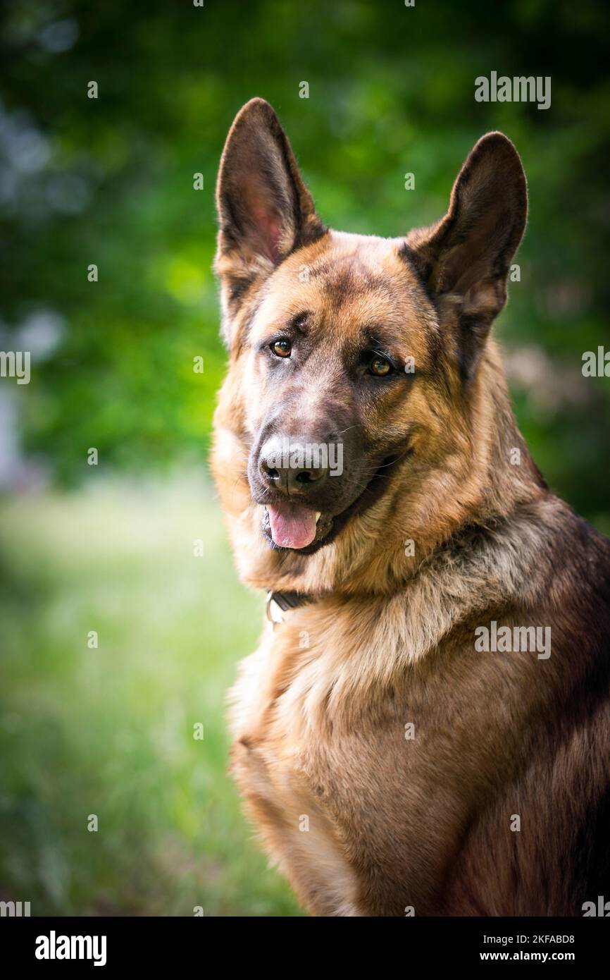 German Shepherd Portrait Stock Photo - Alamy