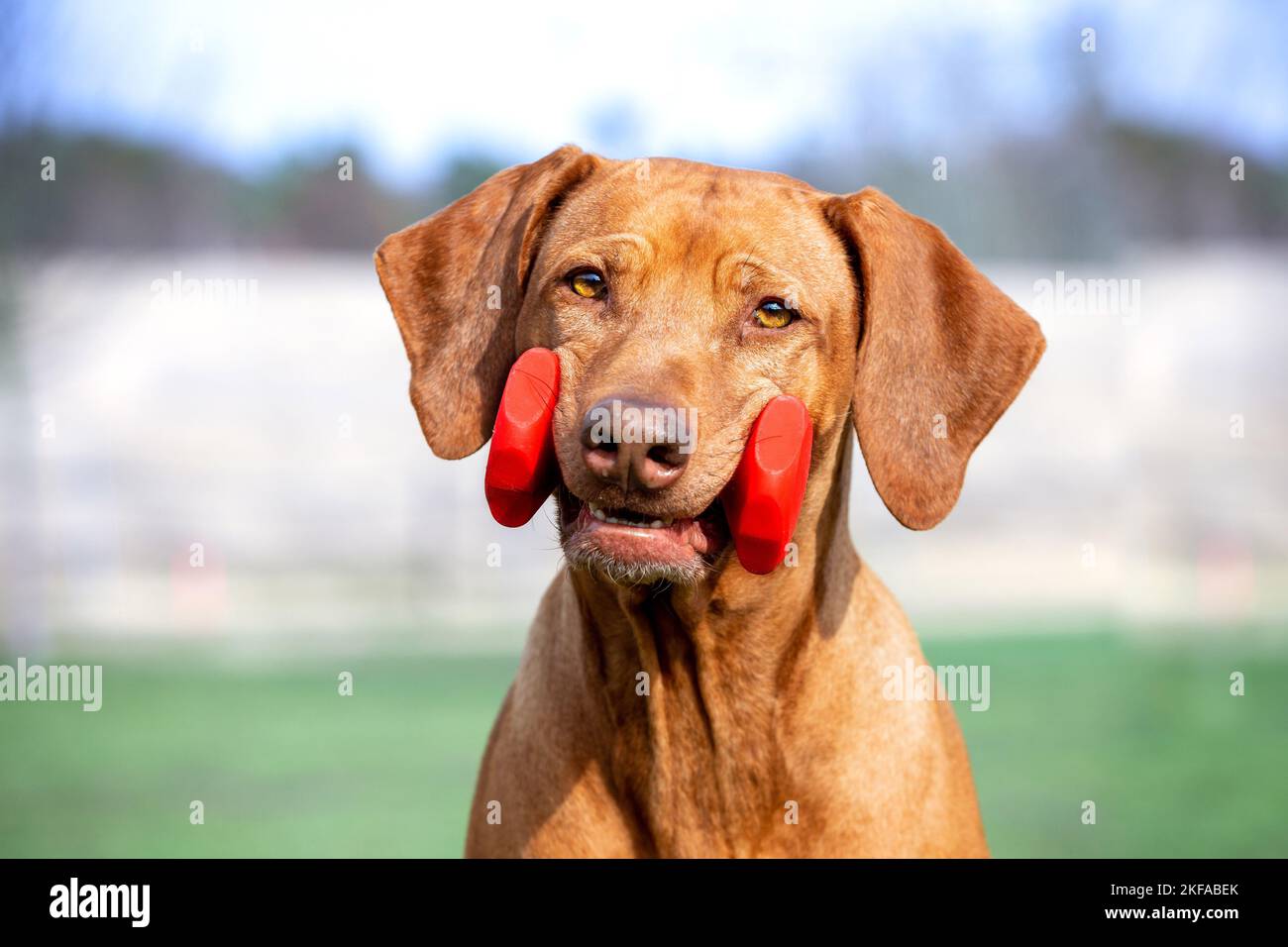 Rhodesian Ridgeback Portrait Stock Photo - Alamy